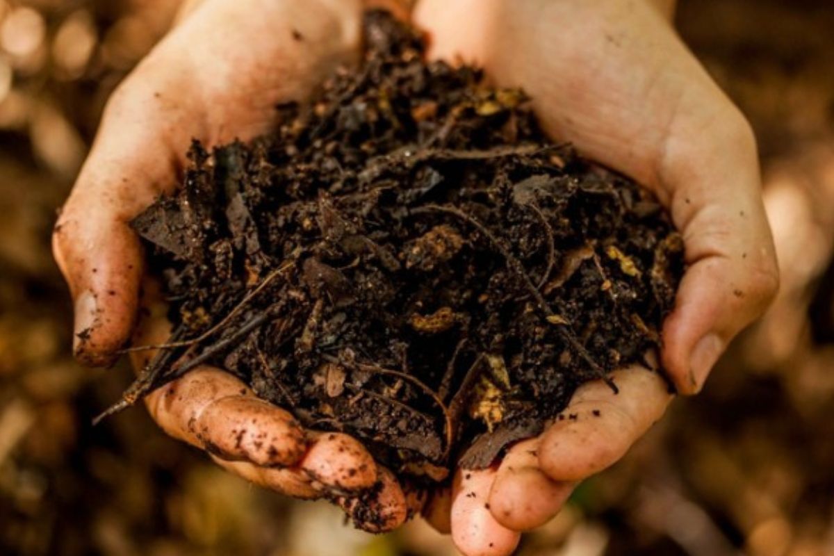 A Arte da Compostagem: A Transformação de Resíduos. | Jornadas Interativas